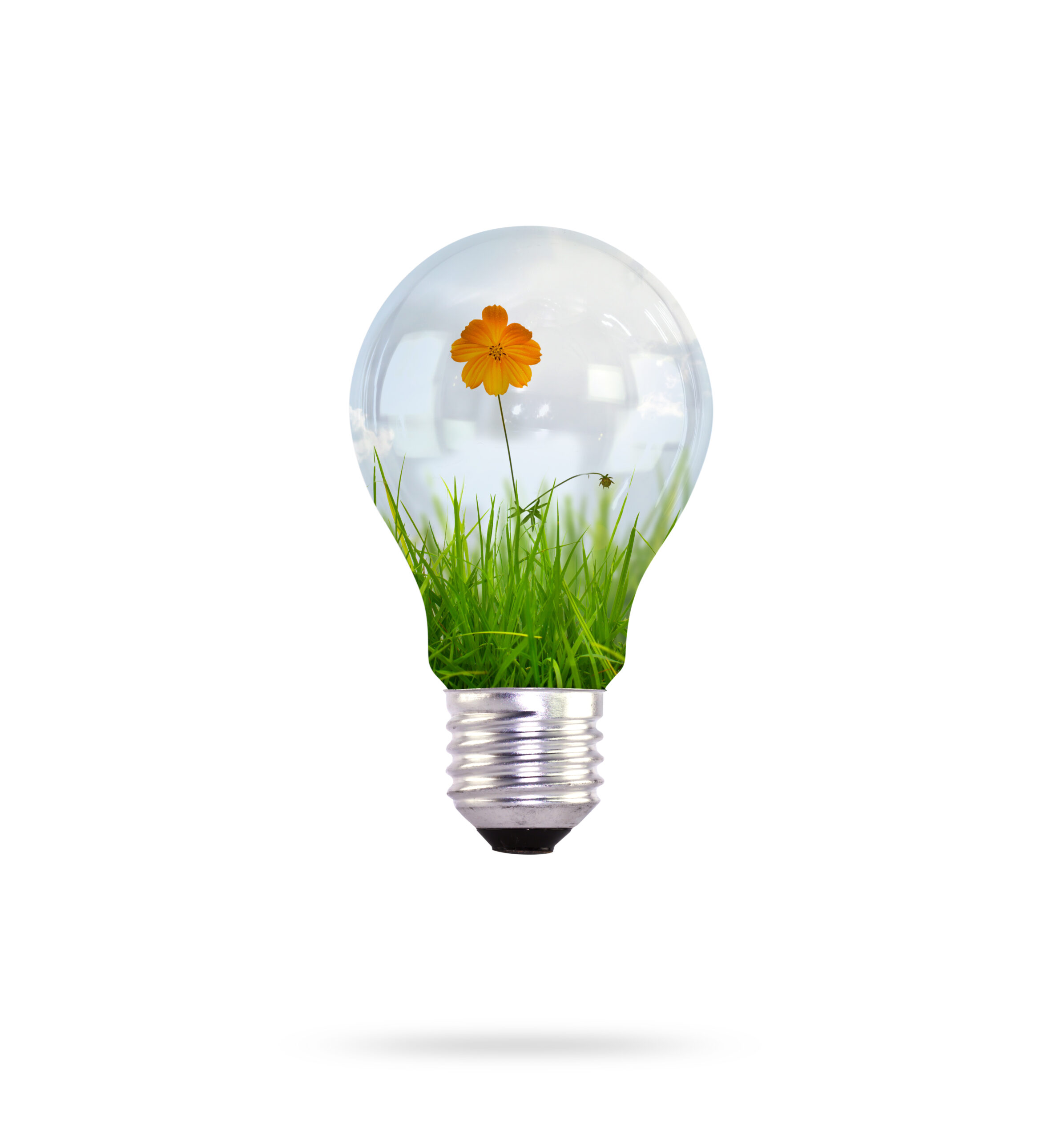 Light,Bulb,With,Beautiful,Flower,Inside - AMP Polymix